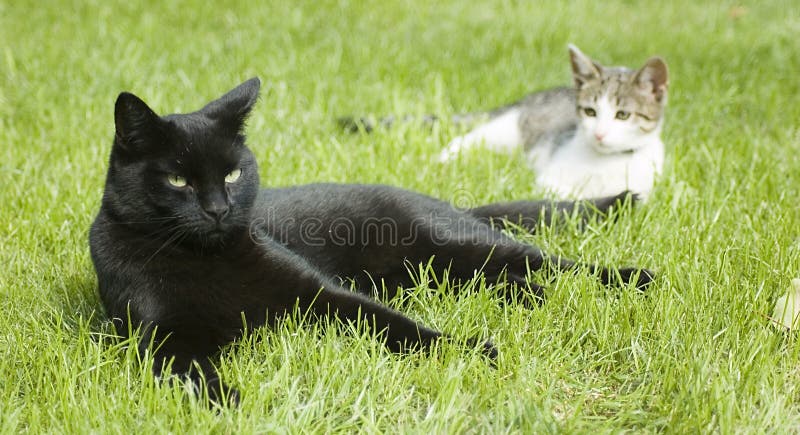 Zwart-wit - twee katten stock afbeelding. Image of gras - 12137779