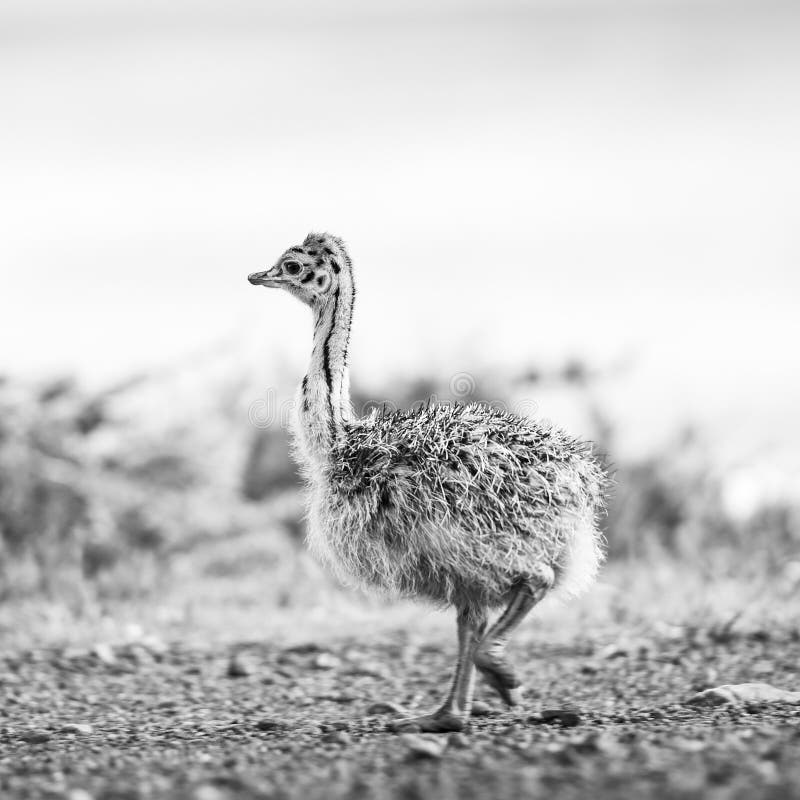 De Struisvogel van de baby stock afbeelding. Image of ostrich - 19058671