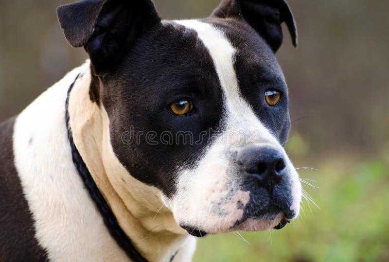 Zwart-witte, Vrouwelijke Boxer Pitbull-hond Met Oude Littekens Die ...