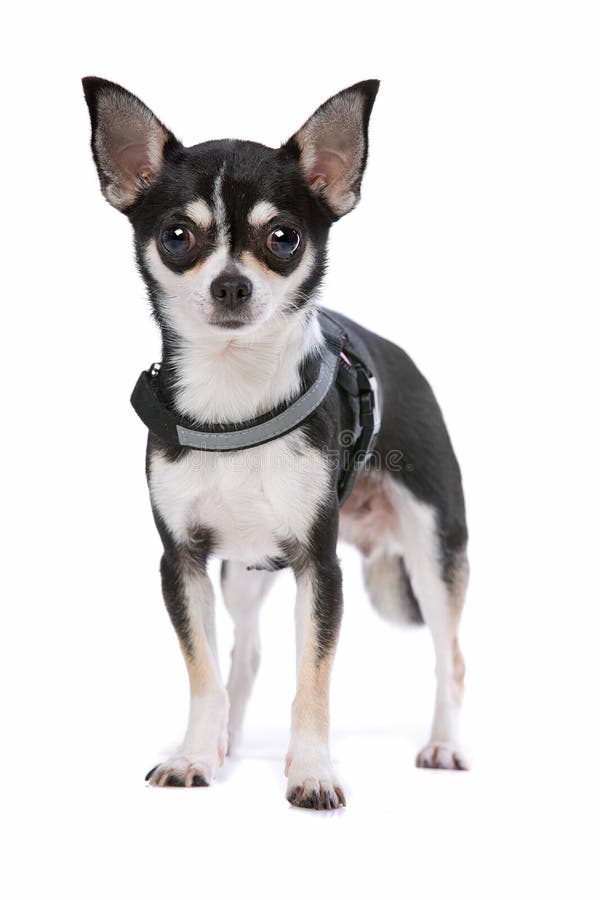 Zwarte en Tan Chihuahua stock afbeelding. Image of honds - 22881265