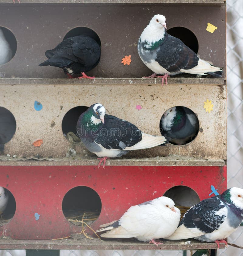 Witte Duiven Die Op Een Duiventil Zitten Stock Afbeelding - Afbeelding ...