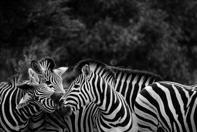 Zwart-witte zebra kudde stock foto. Image of genaturaliseerd - 20814528