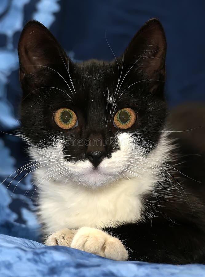 Zwart-witte kat stock foto. Image of bont, pluizig, dieren - 39046204