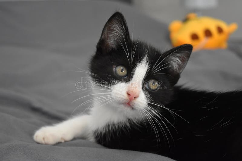 1,962 Zwart Witte Foto Van Een Zwarte Kat Foto's - gratis en ...