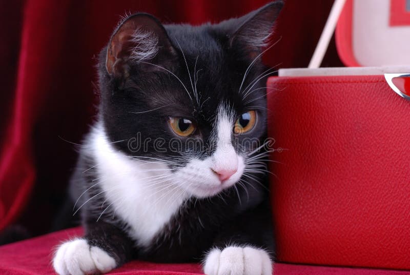 Zwart-witte kat stock afbeelding. Image of weinig, binnenlands - 22012269