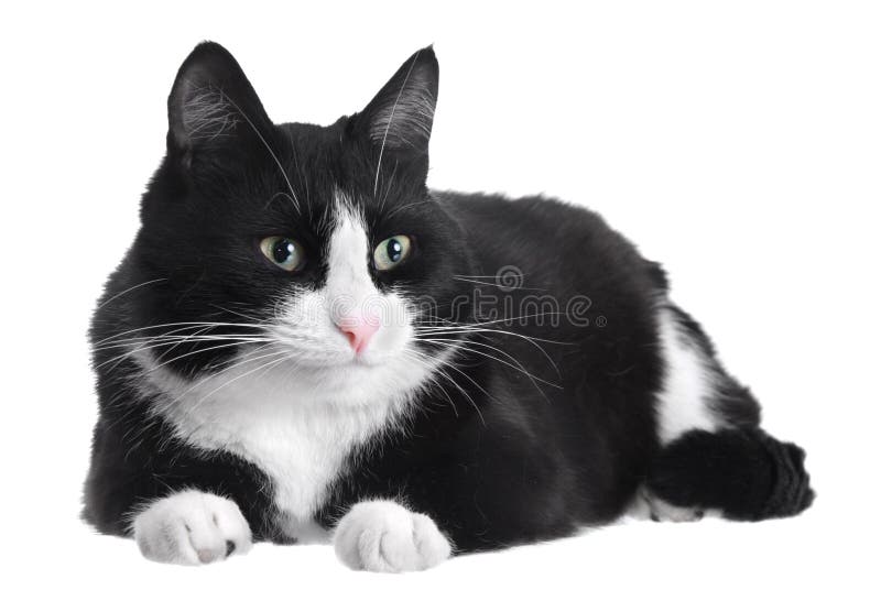 Zwart-witte kat stock afbeelding. Image of uitziend, binnenlands - 26027867