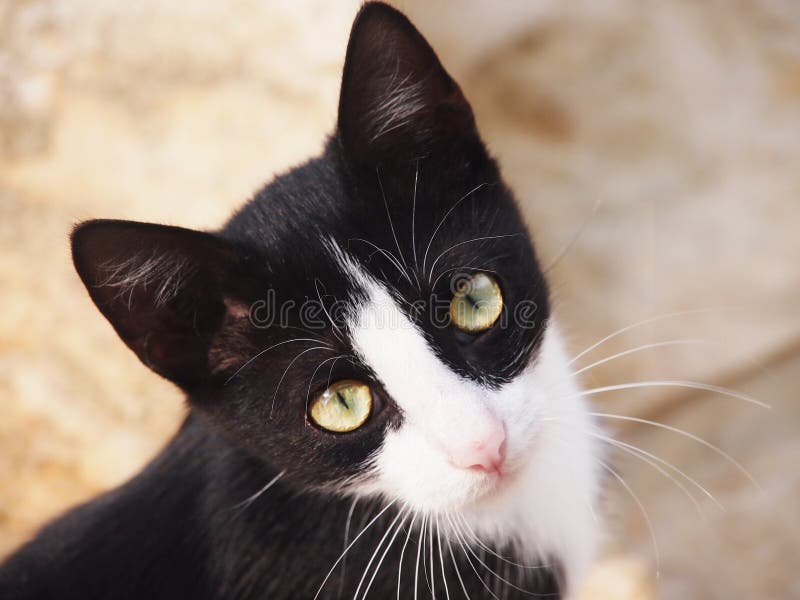 Zwart-witte kat, (27) stock foto. Image of huisdier, zwart - 31856224