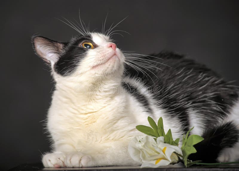 Zwart-witte kat stock foto. Image of binnenlands, dier - 36040868