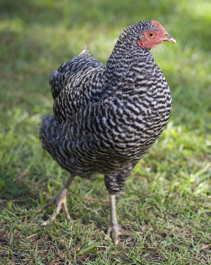 Zwart-witte kip stock afbeelding. Image of veren, gevogelte - 11321741 Zwart-witte kip stock afbeelding. Image of veren, gevogelte - 11321741