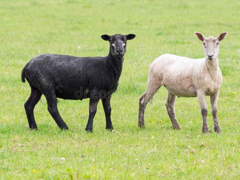 Zwarte Schapen, Witte Vacht Stock Foto - Afbeelding bestaande uit ...