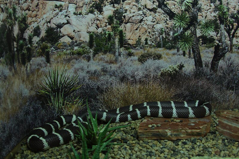 Zwart-witte Slang in De Reptielshow Stock Afbeelding - Image of glas ...