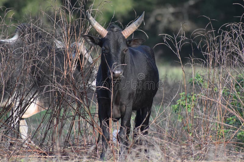 Zwarte Afrikaanse Zeboe stock afbeelding. Image of nieuwsgierig - 64741717