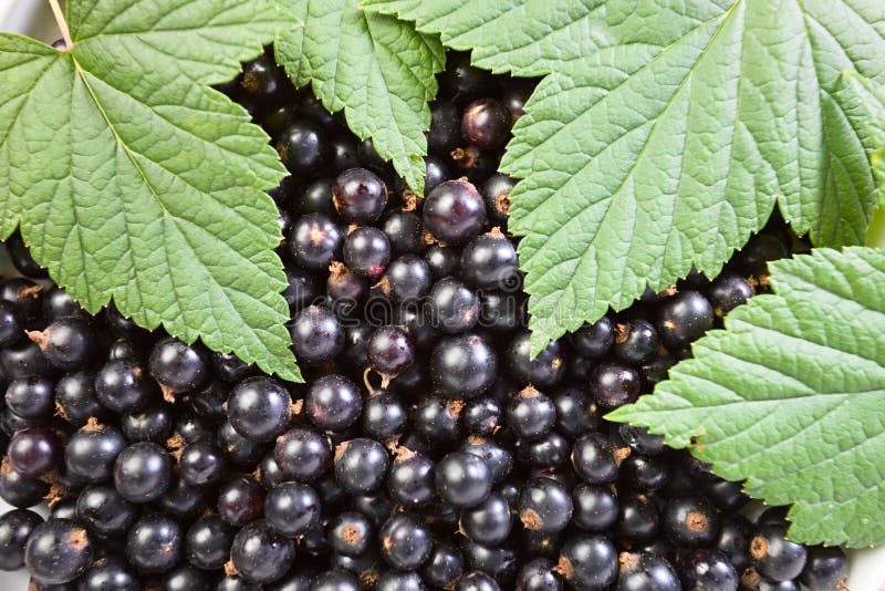 Zwarte bessen stock foto. Image of smakelijk, tuin, gras - 2777072