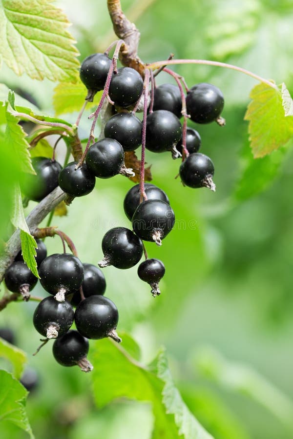 Zwarte bes op een tak stock afbeelding. Image of dieet - 42240947