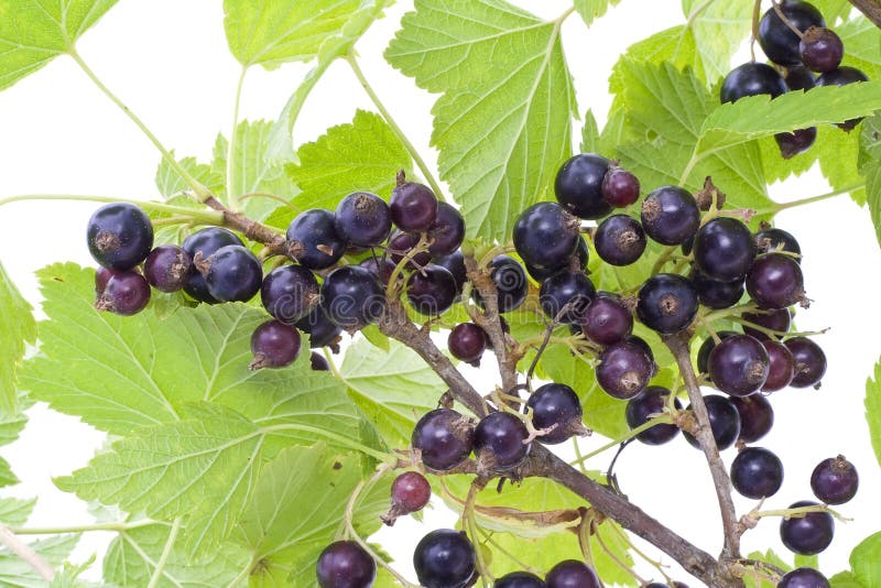 Bush Van Blackcurrant - Zwarte En Zoete Bessen Stock Afbeelding - Image ...