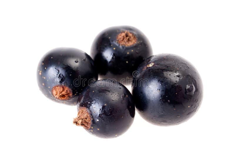 Zwarte bessen stock afbeelding. Image of vitamine, blackcurrant - 20244487