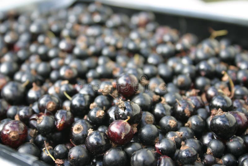 Zwarte bessen stock foto. Image of smakelijk, tuin, gras - 2777072