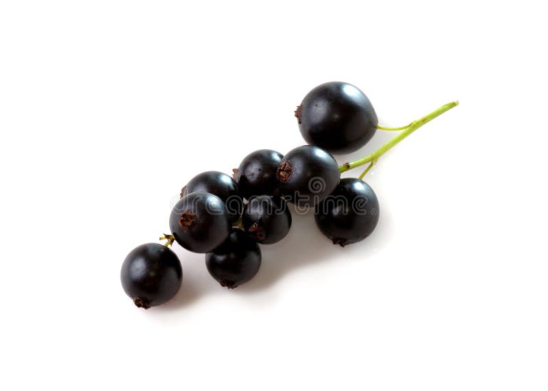Zwarte bessen stock foto. Image of verfrissing, bessen - 5950722