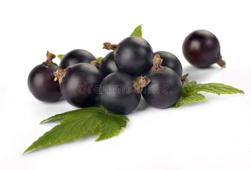 Zwarte bessen met bladeren stock afbeelding. Image of groen - 84418953