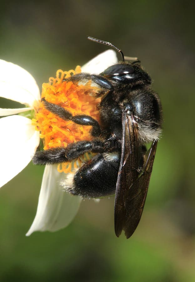 Zwarte Bij op Bloem stock afbeelding. Image of lente - 26381771