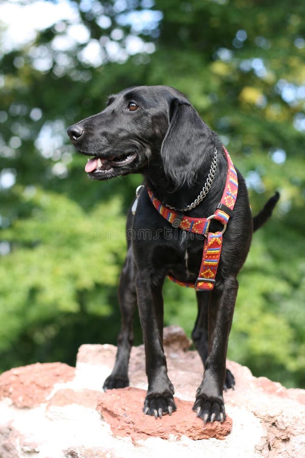 Zwarte Cocker Spaniel-hond Die Pret Hebben Bij Het Zand Stock Foto ...