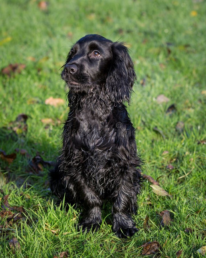 Zwarte cocker-spaniël stock afbeelding. Image of snel - 51253767