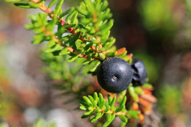 Zwarte Crowberry, Empetrum-nigrum Stock Foto - Image of voeding, nave ...