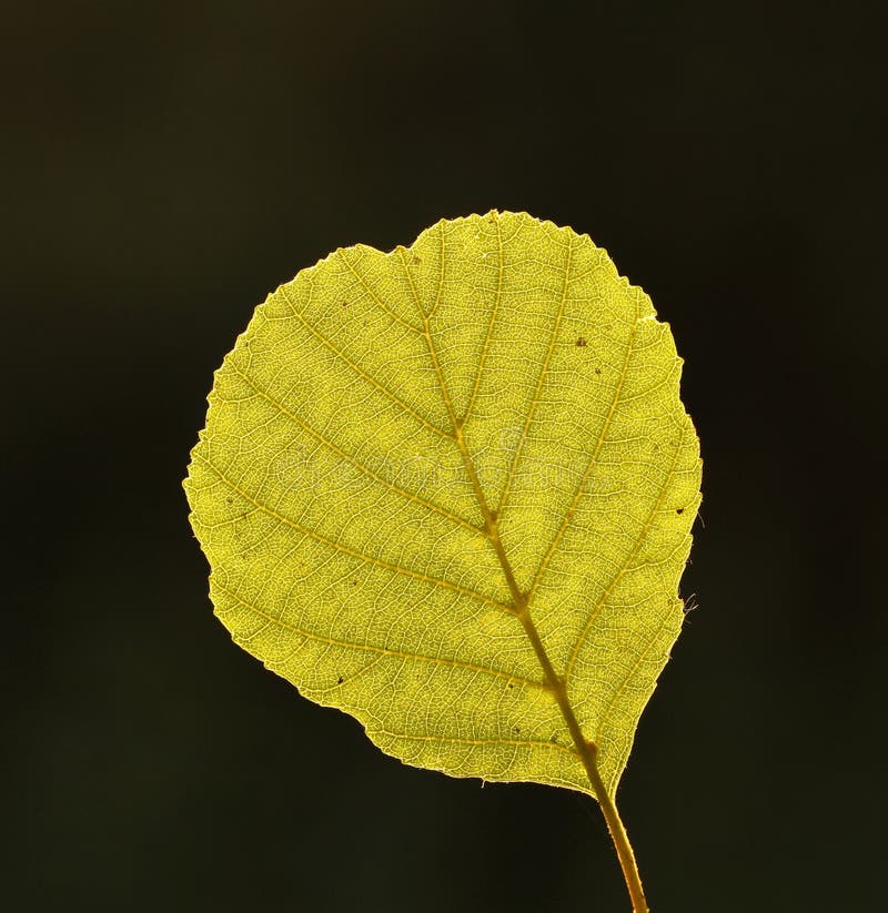 Zwarte els stock afbeelding. Image of licht, looien, boom - 42876773