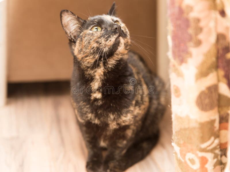 Zwarte En Bruine Kat Met Gele Ogen Stock Afbeelding - Image of ...