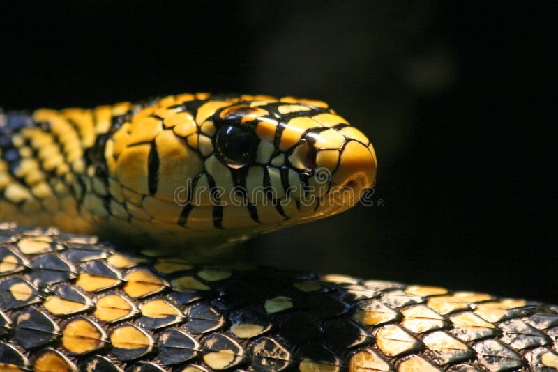 Zwarte en Gele slang stock afbeelding. Image of reptiel - 32731335