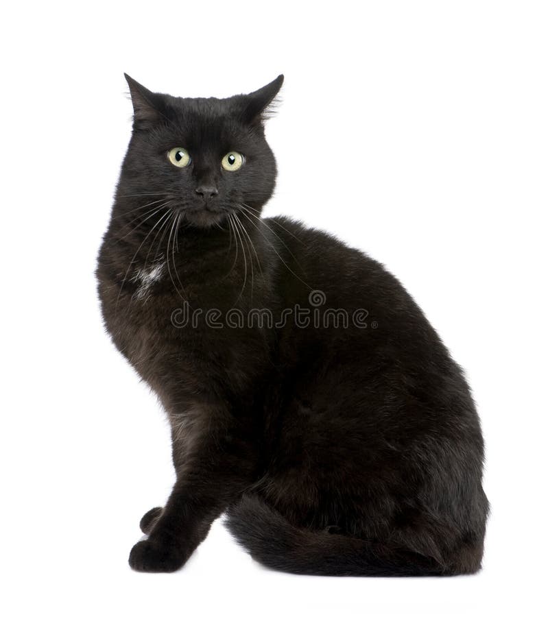 Zwarte Europese Kat Shorthair (5 Jaar) Stock Foto - Image of niemand ...