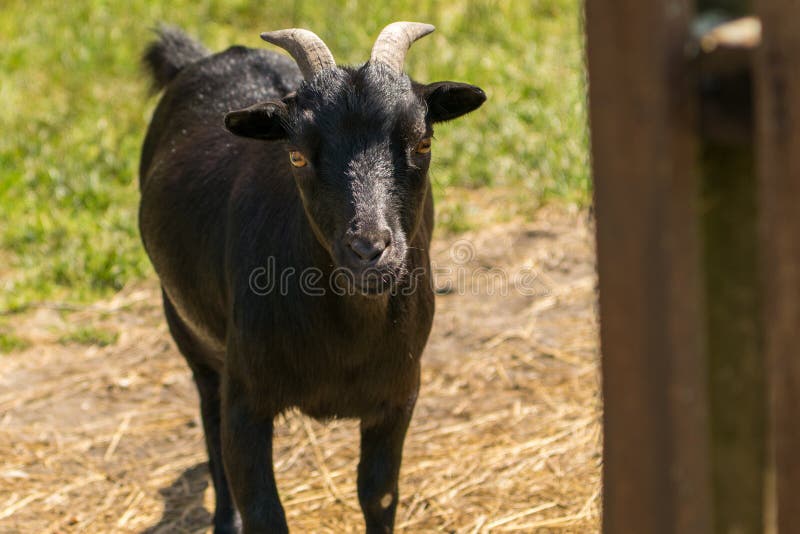 4,667 Zwarte Geit Foto's - gratis en royaltyvrije stockfoto's uit ...