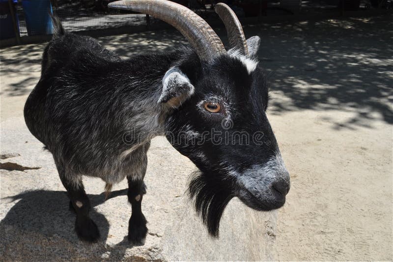 Zwarte Geit stock afbeelding. Image of uitziend, dierentuin - 23080745