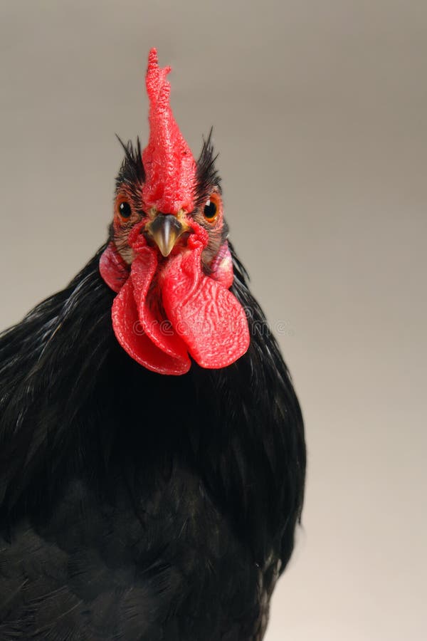 Zilveren Poolse Kip stock foto. Image of organisch, zilver - 2325612