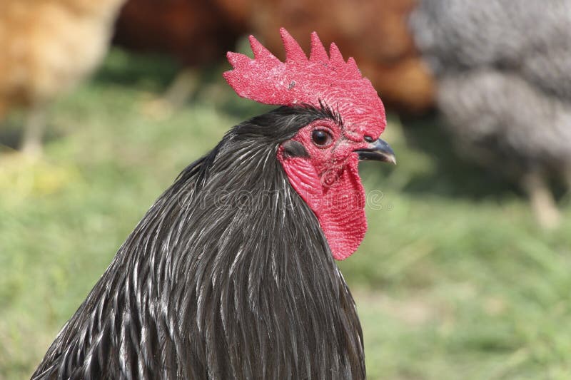 Zwarte Haan stock foto. Image of hoofd, landbouwbedrijf - 32754098