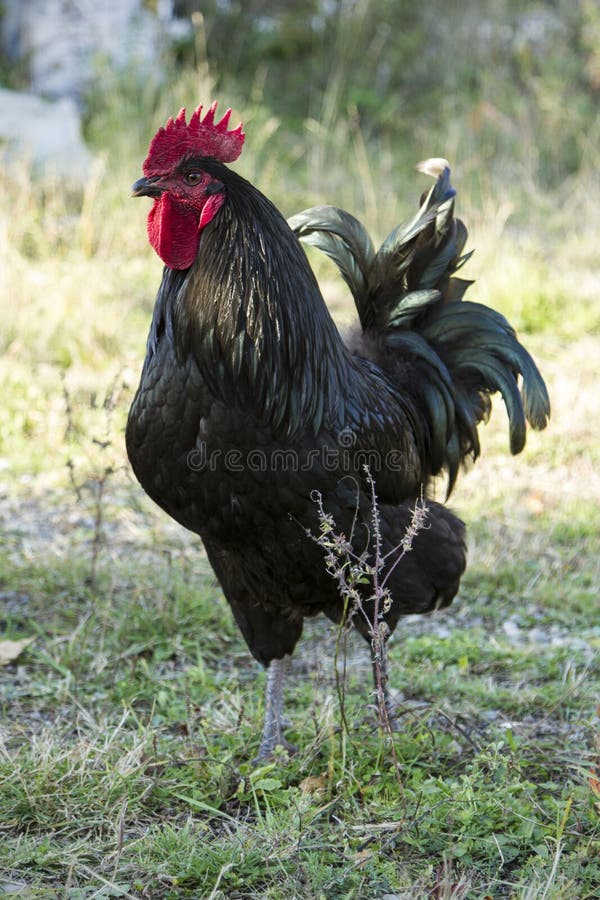 Zwarte Haan stock foto. Image of kleuren, waaier, rood - 60997634