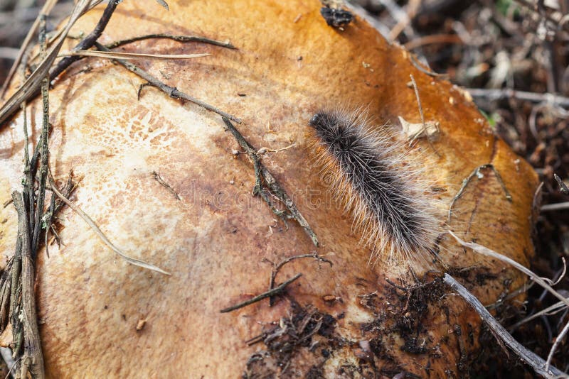 Caterpillar-worm Het Zwart-witte Gestreepte Lopen Op Testacea Van ...