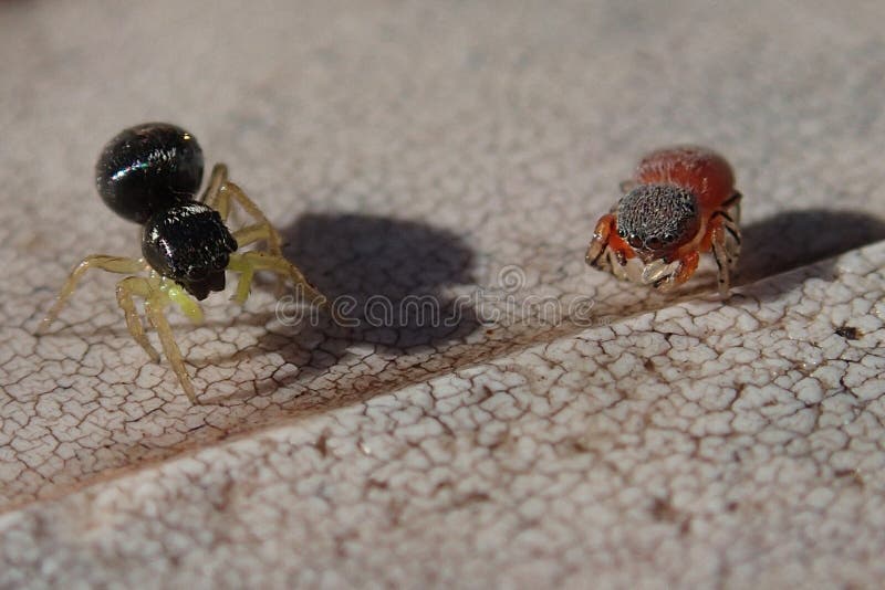 Zwarte Het Springen Spin En Rode Het Springen Spin Op Een Lijst Stock ...