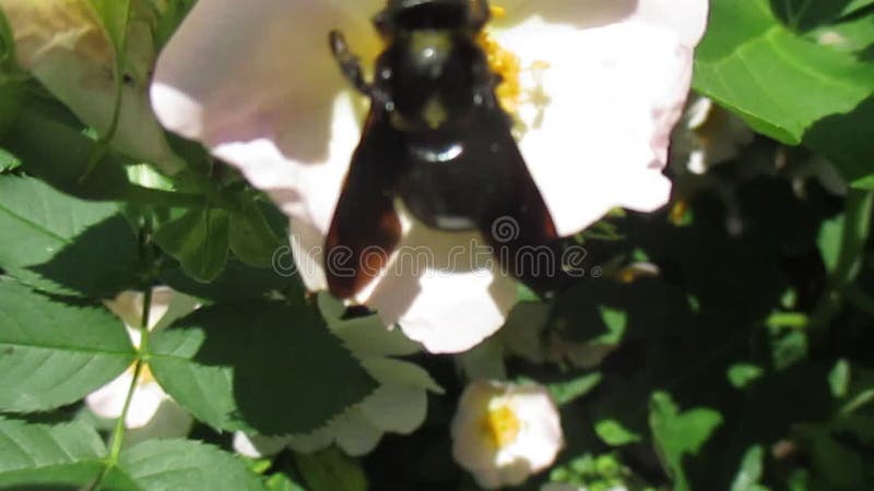 Grote Zwarte Hommel Op Wilde Bloem Stock Footage - Video of gevaarlijk ...