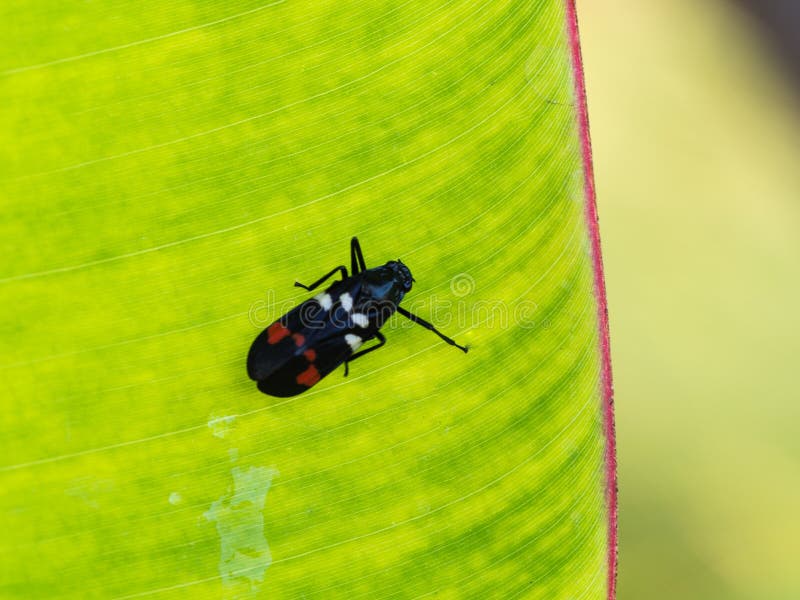 Kever Met Zwarte En Rode Strepen Op Groen Blad Stock Afbeelding ...