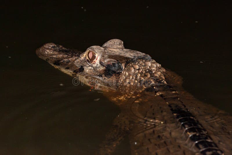 Zwarte kaaiman stock foto. Afbeelding bestaande uit krokodil - 16676284