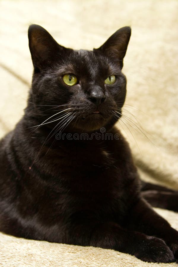 Zwarte Kat, Kwaad Zoals Blik Stock Afbeelding - Image of poema, monden ...