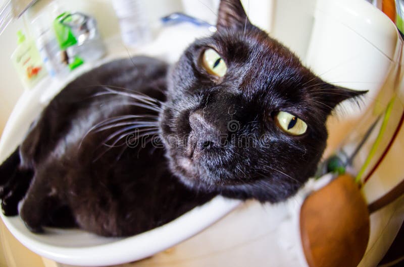 Zwarte Kat Met Een Grappig Gezicht Stock Afbeelding - Image of ...