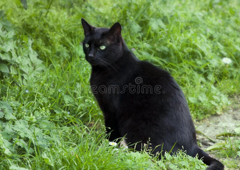 Zwarte kat met groene ogen stock foto. Image of dier - 39488380