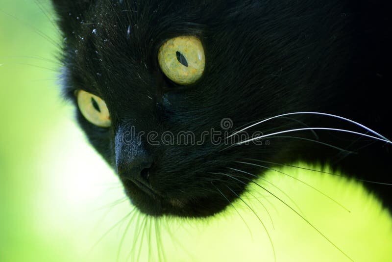 Zwarte kat met groene ogen stock afbeelding. Image of verwend - 188244133