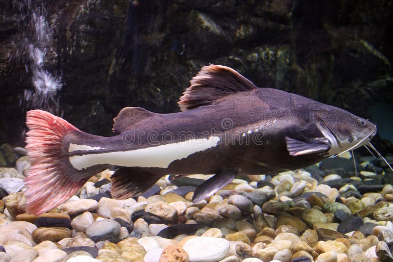 Zwarte meerval stock afbeelding. Image of aquarium, ondiepte - 3545711