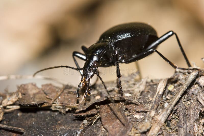 54,558 Zwarte Kever de Foto's van de Voorraad - de Vrije & Royalty ...