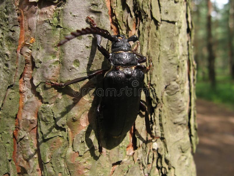 54,558 Zwarte Kever de Foto's van de Voorraad - de Vrije & Royalty ...