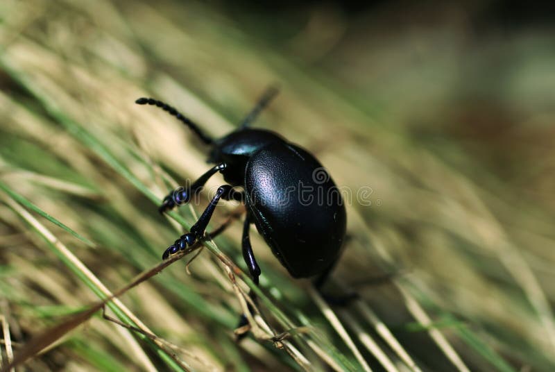 Grote Zwarte Kever Die Op Een Blad Lopen Stock Afbeelding - Image of ...