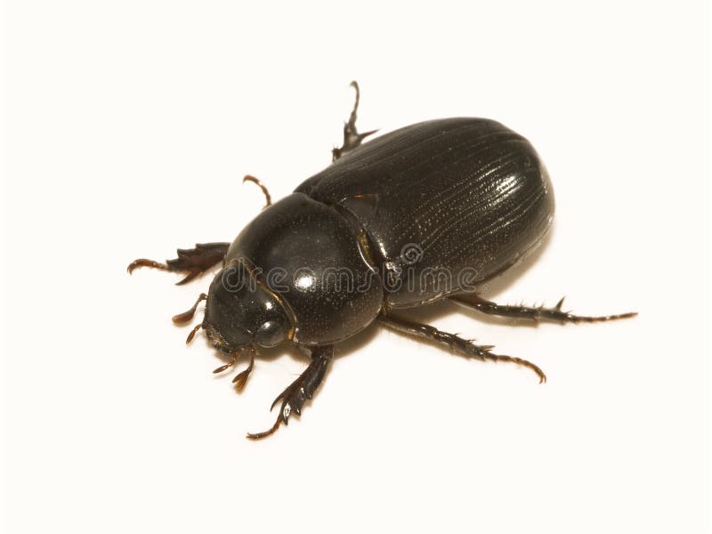 4,519 Zwarte Kever Foto's - gratis en royaltyvrije stockfoto's uit ...